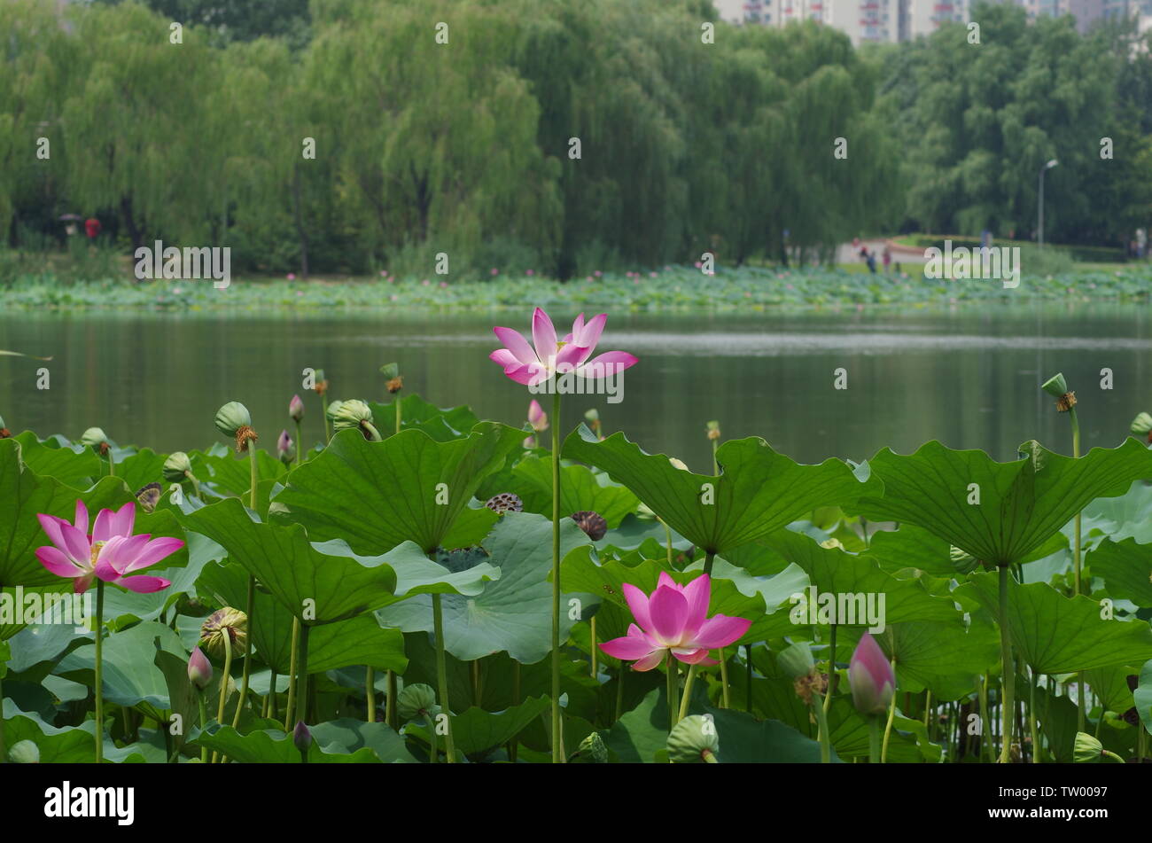 Lotus, Xia Ho, Lotus, Photography Stock Photo - Alamy