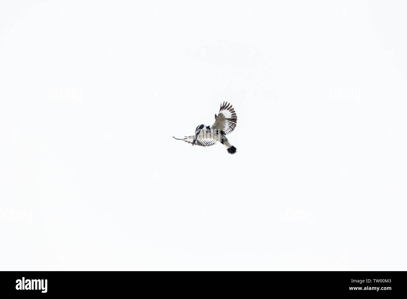 Flying grouper dog bird in the white sky Stock Photo - Alamy