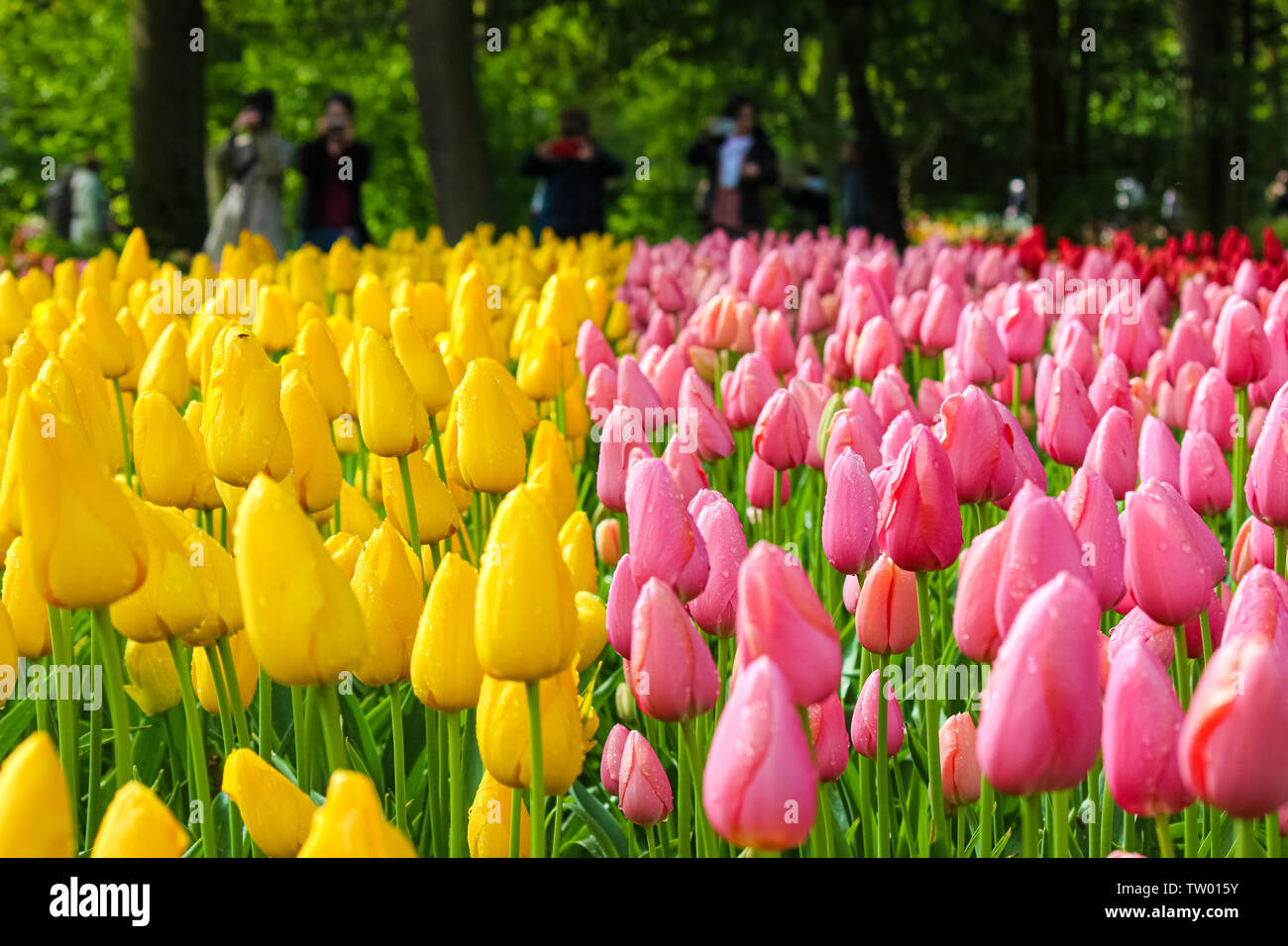 Beautiful detail of yellow and pink tulips with blurred people in ...