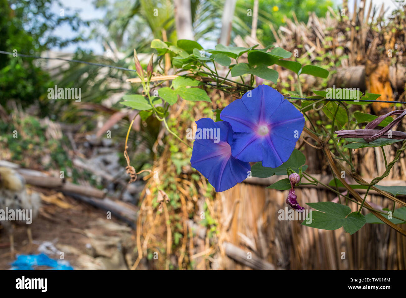 Blue bougainvillea flower in a garden Stock Photo - Alamy
