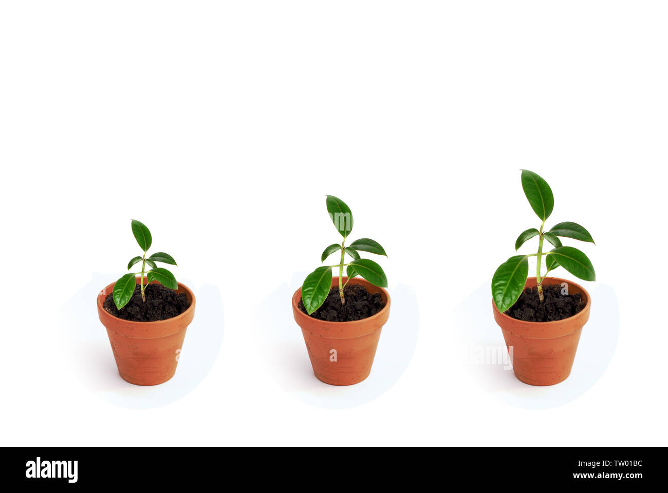 Life cycle of a plants hi-res stock photography and images - Alamy