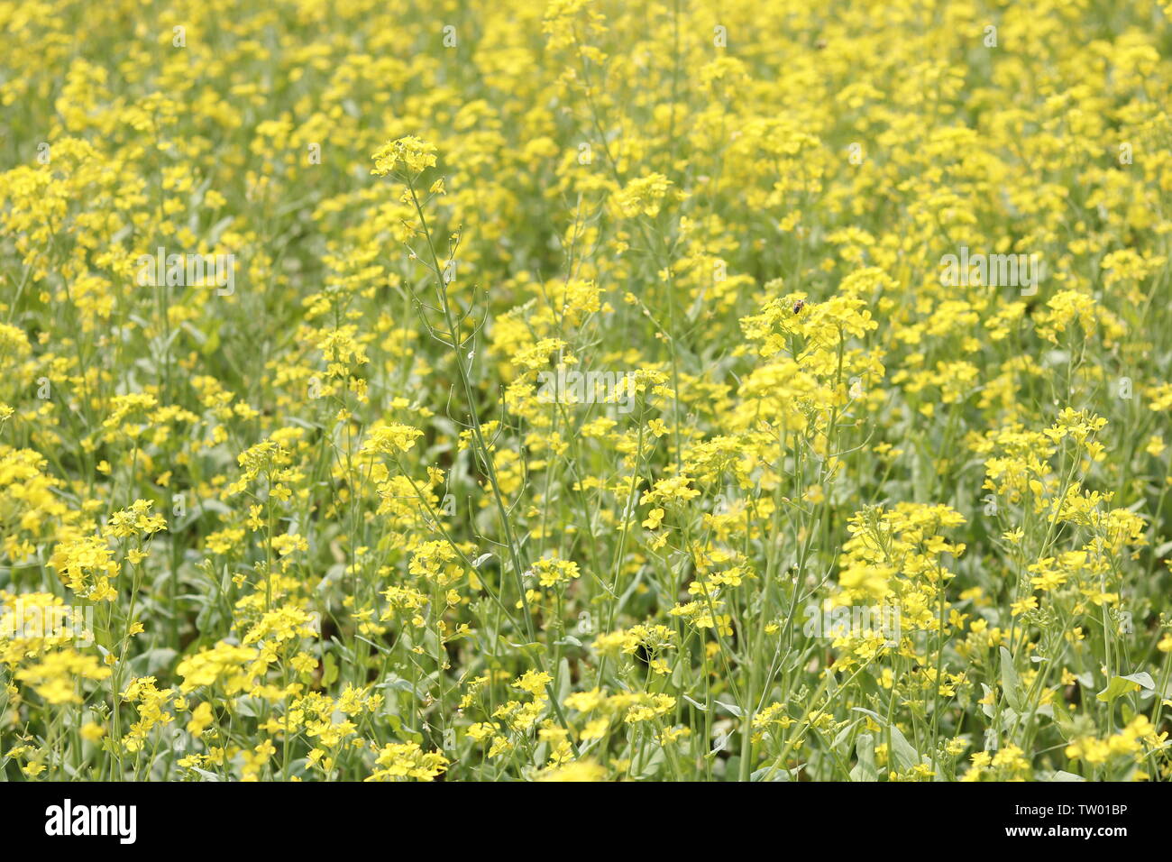Rapeseed grains hi-res stock photography and images - Alamy
