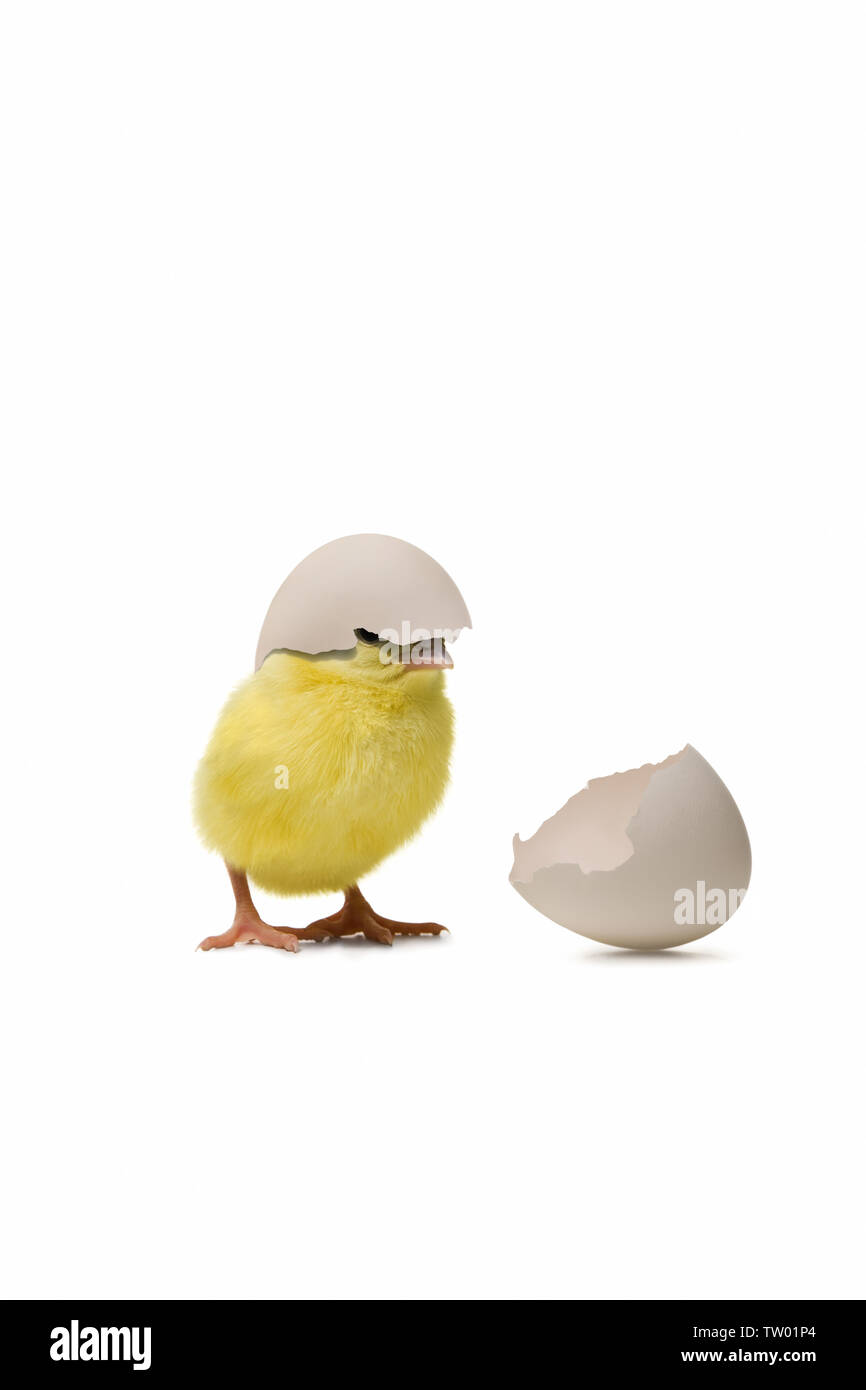 Chicken life cycle Cut Out Stock Images & Pictures - Alamy