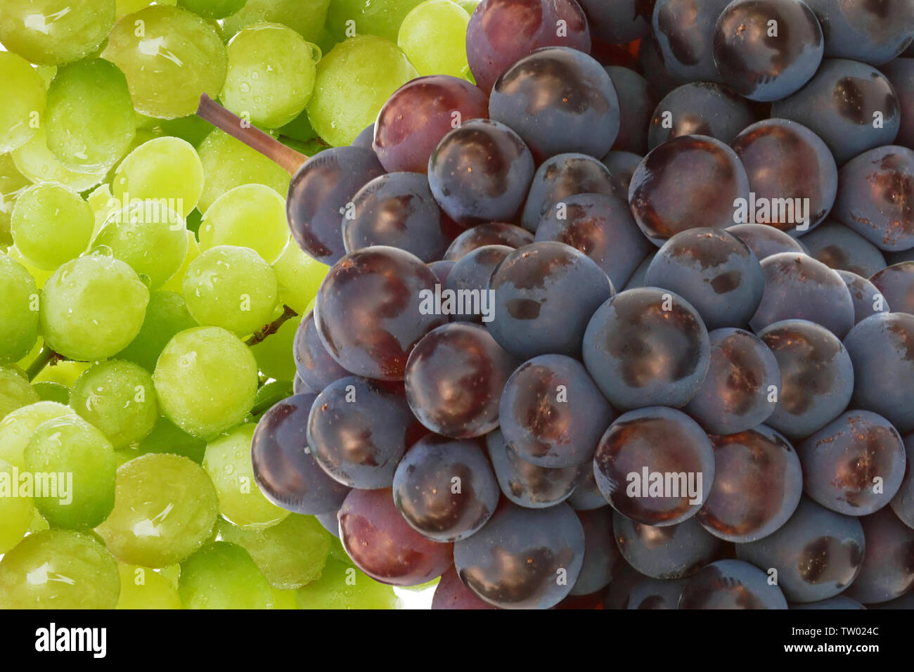 Clusters ripe black grapes hi-res stock photography and images - Alamy