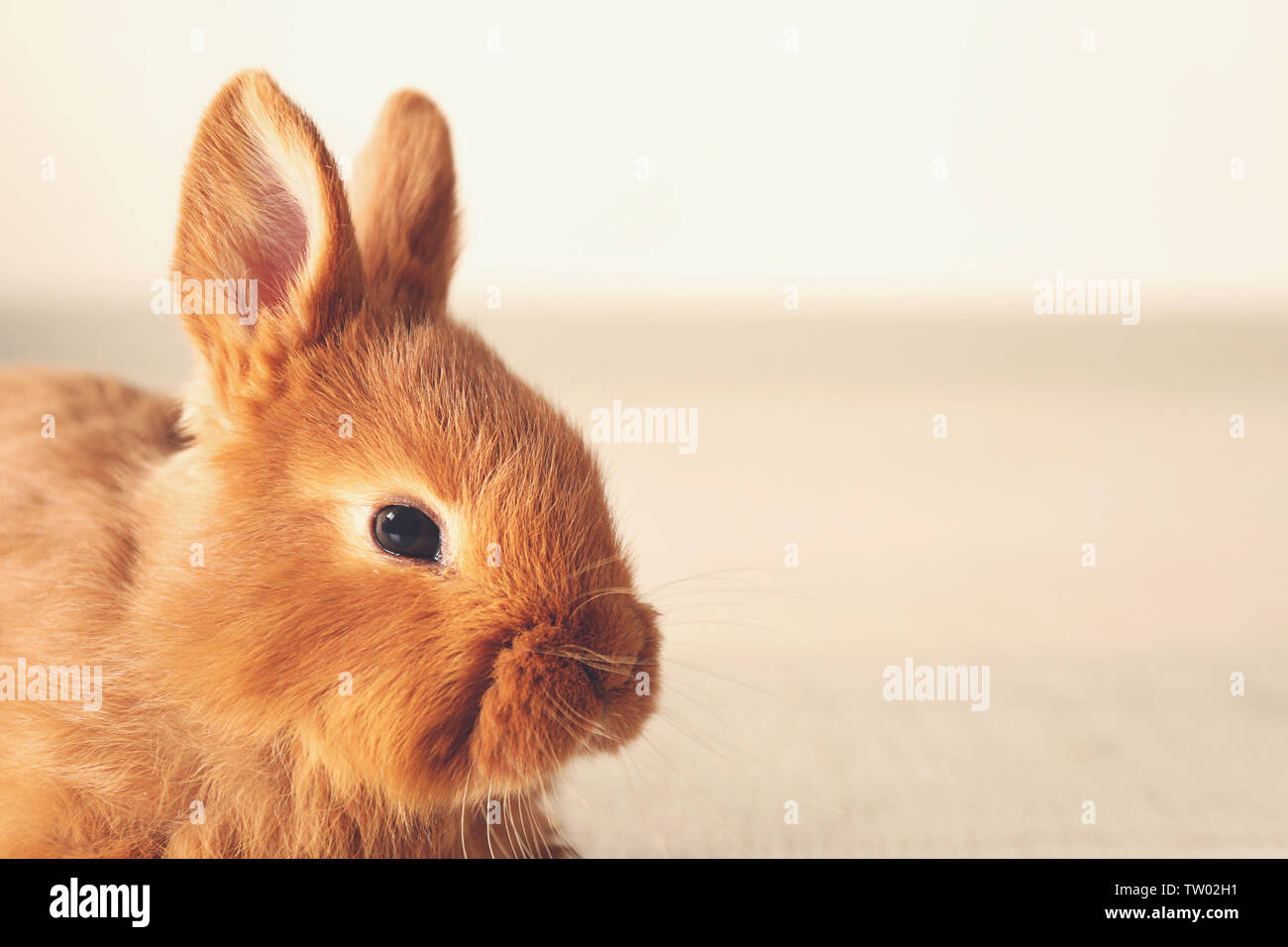 Cute funny rabbit on floor at home Stock Photo - Alamy