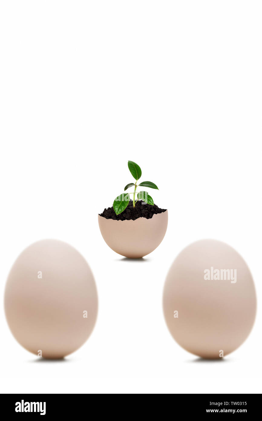 Seedling growing an egg Stock Photo - Alamy