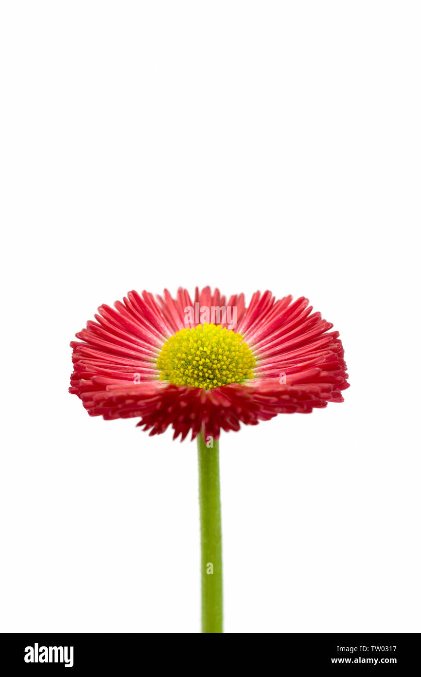 Single flower stems hi-res stock photography and images - Alamy