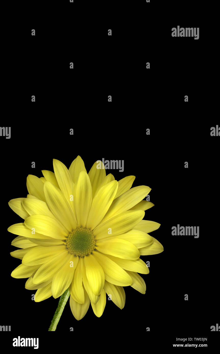 Photo of single daisy flower hi-res stock photography and images - Alamy