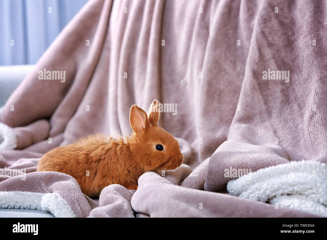 Cute funny rabbit on soft plaid at home Stock Photo - Alamy