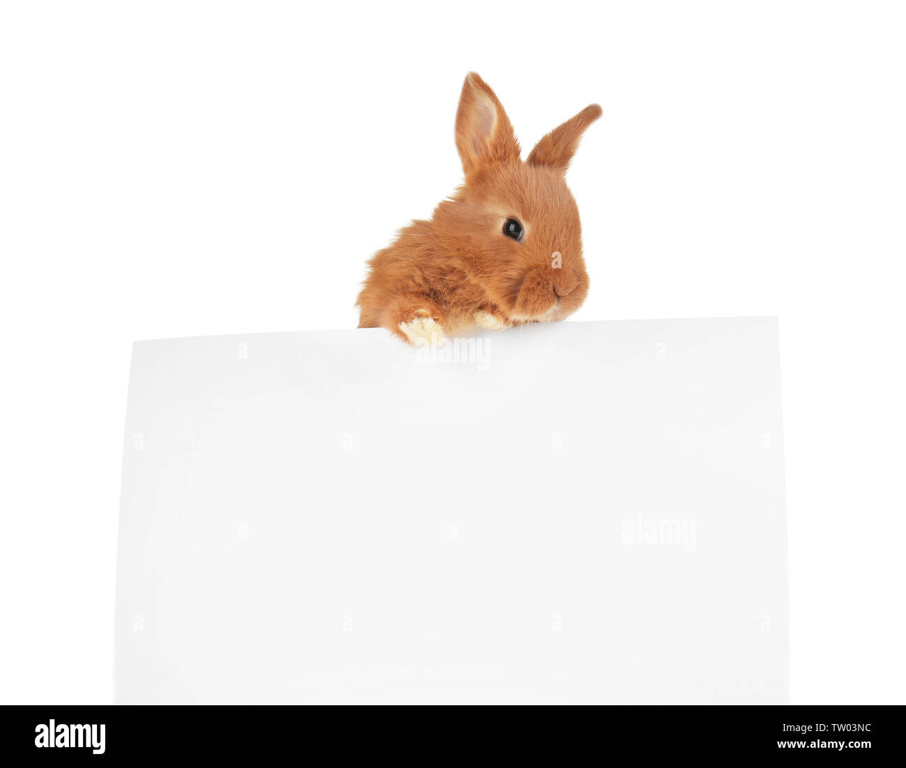 Cute funny rabbit with poster on white background Stock Photo - Alamy
