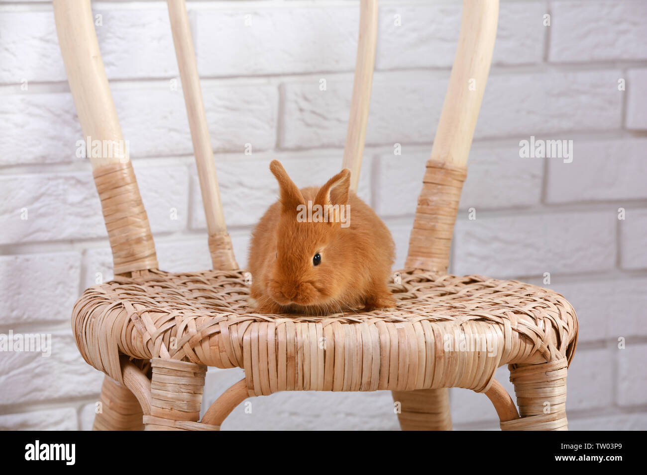 Cute funny rabbit on wicker chair against light brick wall Stock Photo ...