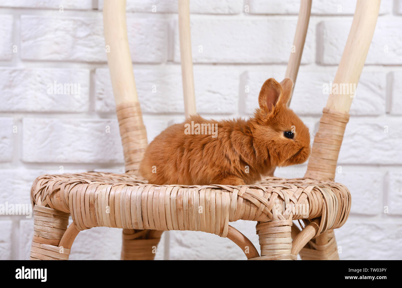 Cute funny rabbit on wicker chair against light brick wall Stock Photo ...