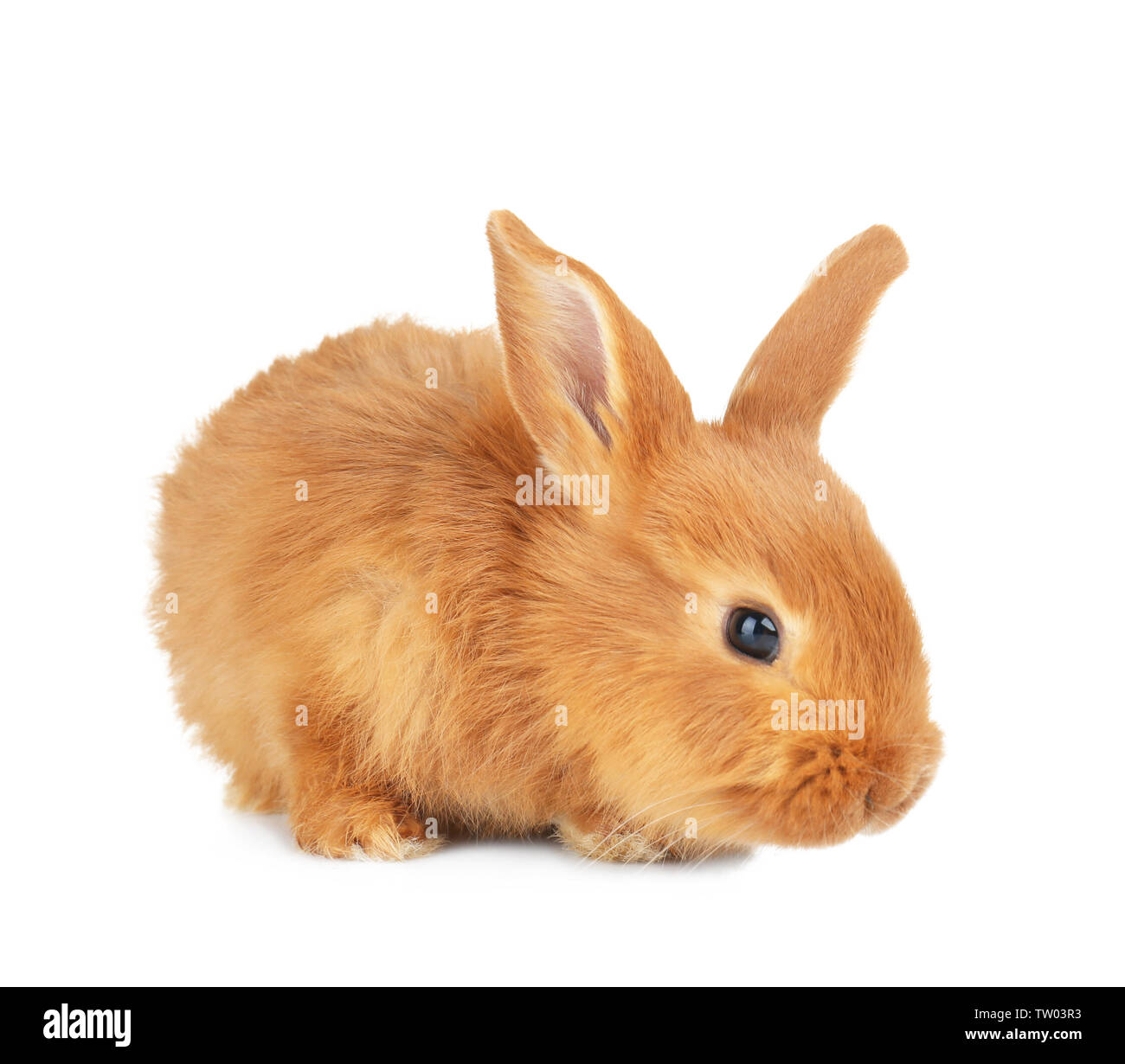 Cute funny rabbit on white background Stock Photo - Alamy