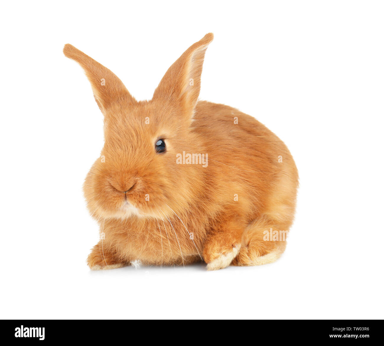 Cute funny rabbit on white background Stock Photo - Alamy