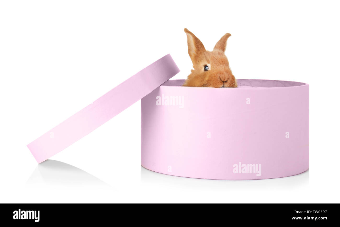 Cute funny rabbit in box on white background Stock Photo - Alamy