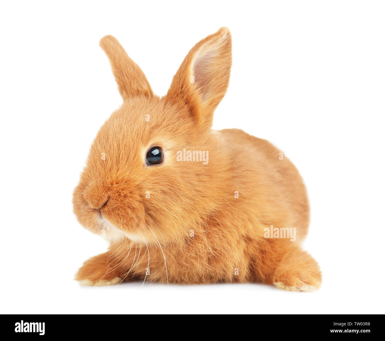 Cute funny rabbit on white background Stock Photo - Alamy