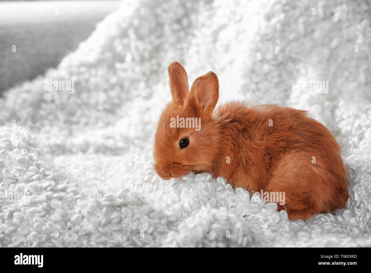 Funny cute rabbit on sofa hi-res stock photography and images - Alamy