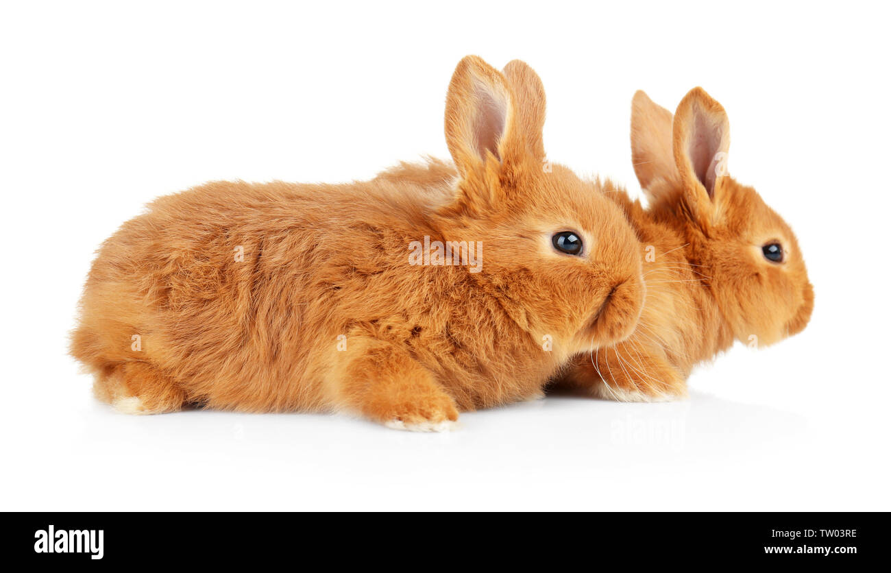Cute funny rabbits on white background Stock Photo - Alamy