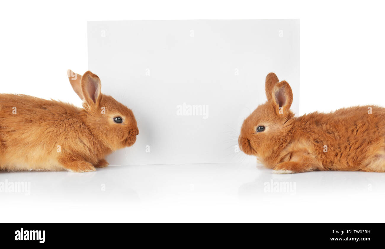 Cute funny rabbits with poster on white background Stock Photo - Alamy