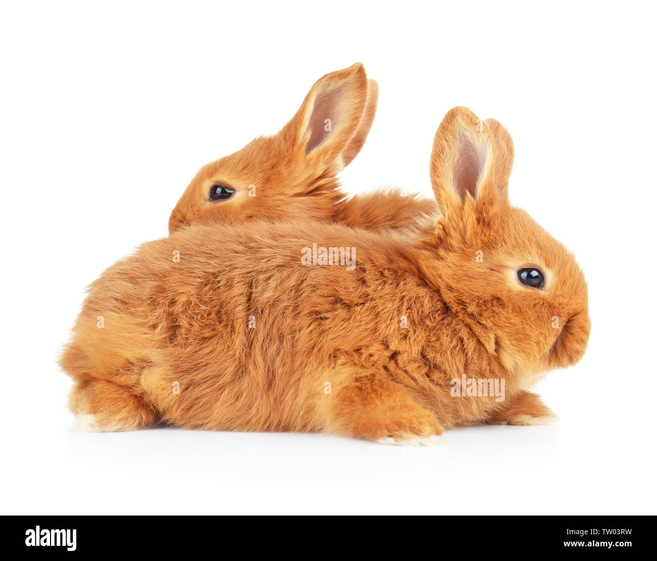 Cute funny rabbits on white background Stock Photo - Alamy