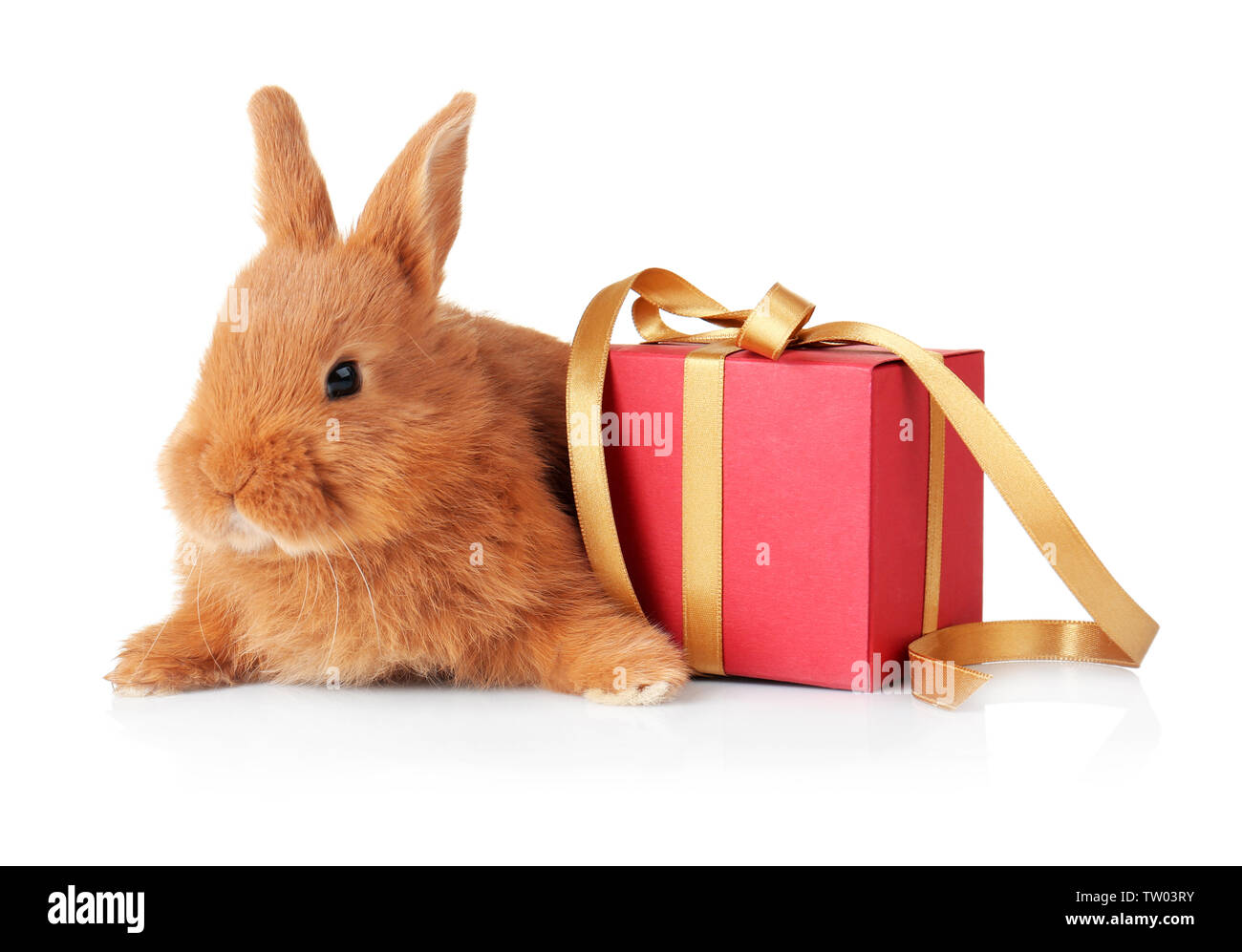 Cute funny rabbit and giftbox on white background Stock Photo - Alamy