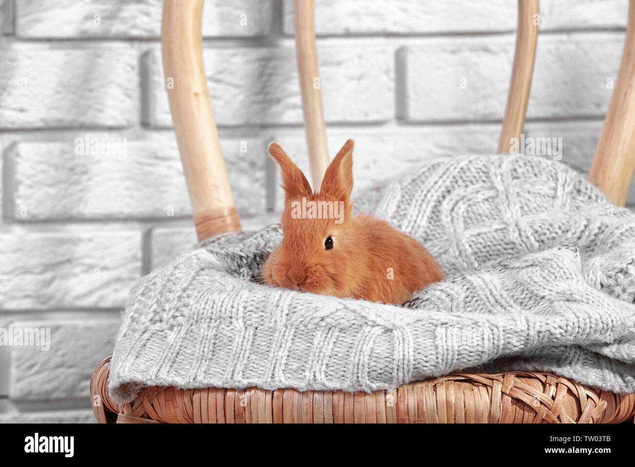 Cute funny rabbit on wicker chair against light brick wall Stock Photo ...