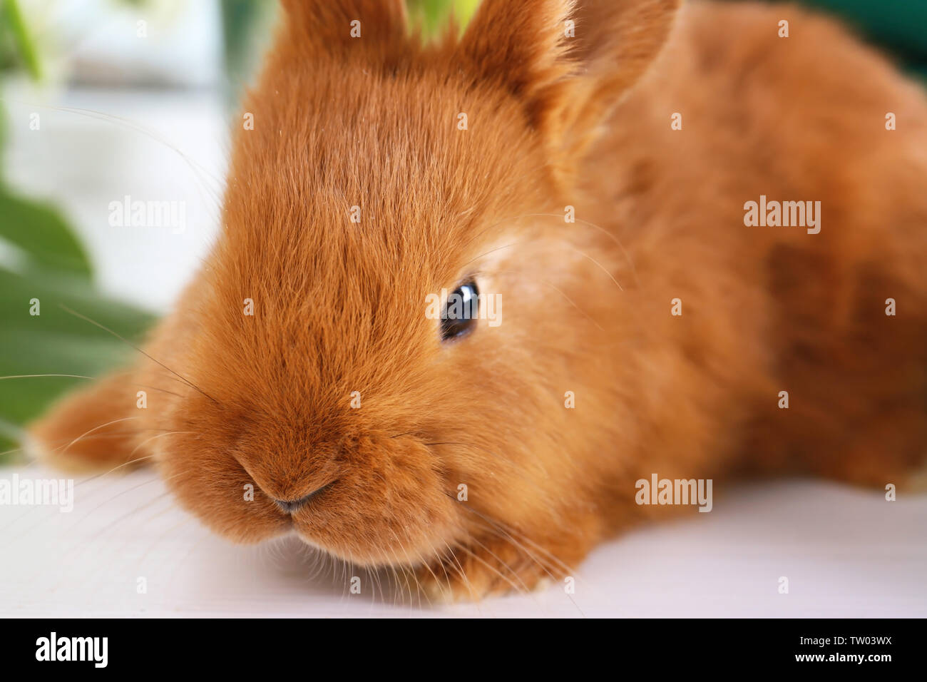 Cute funny rabbit on blurred background, closeup Stock Photo - Alamy