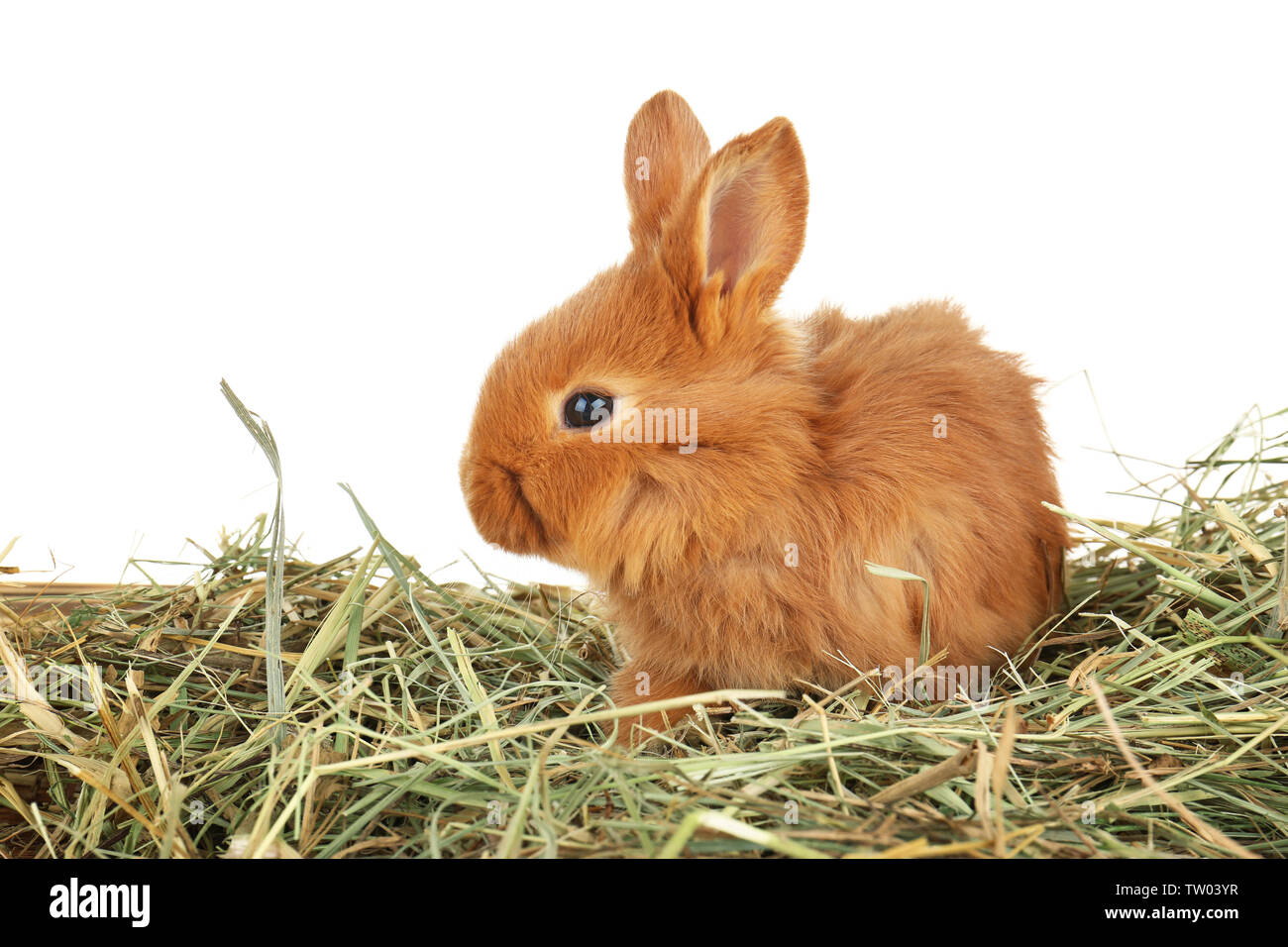 Cute funny rabbit on hay against white background Stock Photo - Alamy