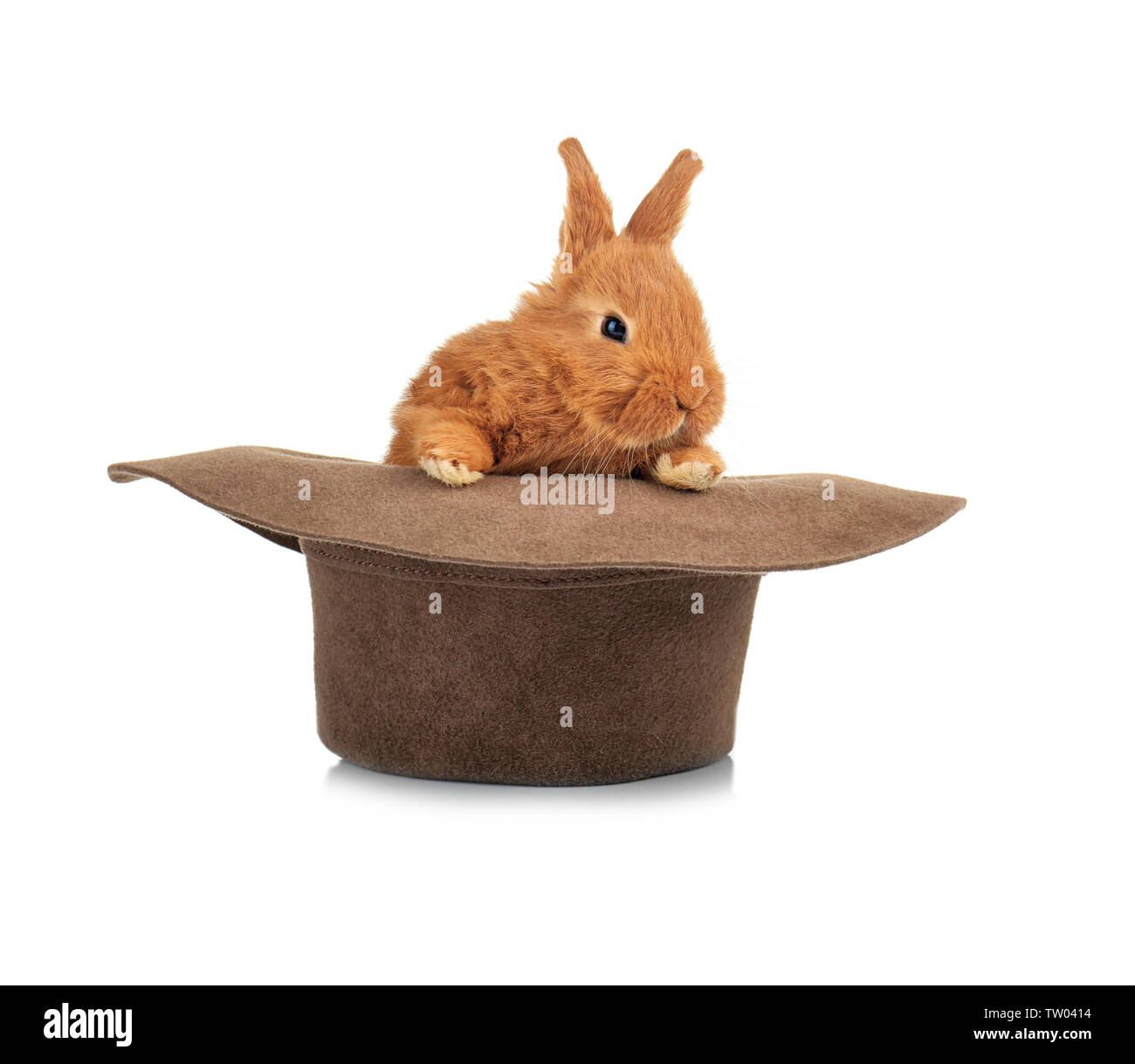Cute funny rabbit in hat on white background Stock Photo - Alamy