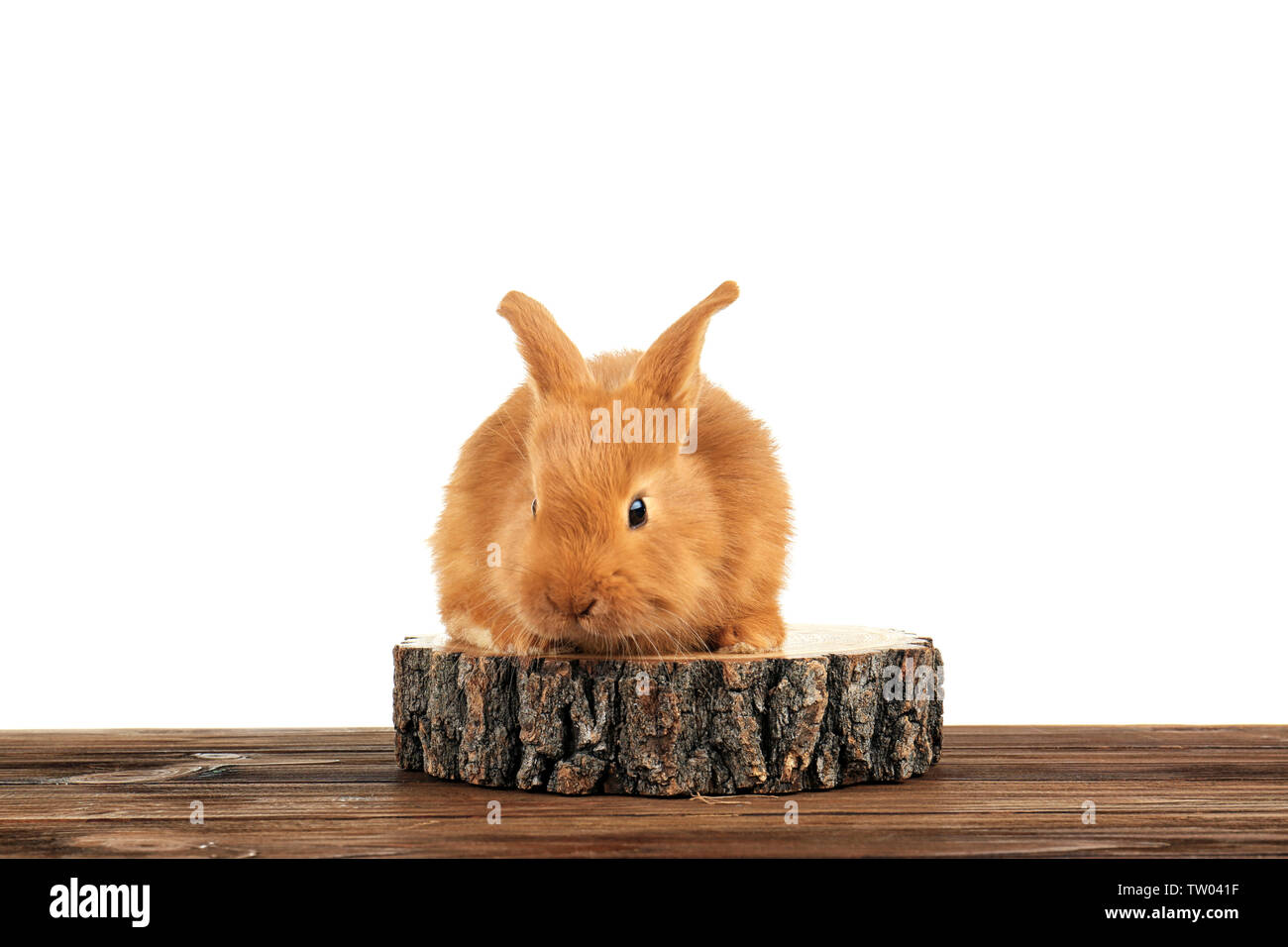 Cute funny rabbit on wooden surface against white background Stock ...