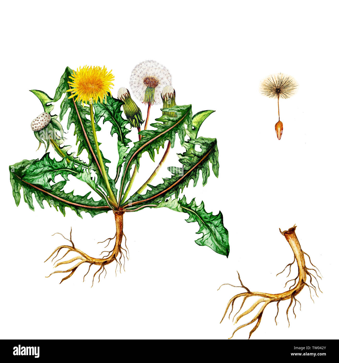 Dandelion root and herb hi-res stock photography and images - Alamy