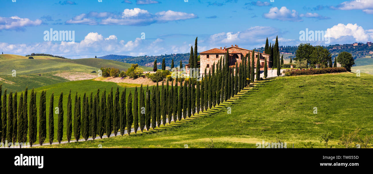 A column of cypress trees along the road to the villa Stock Photo - Alamy