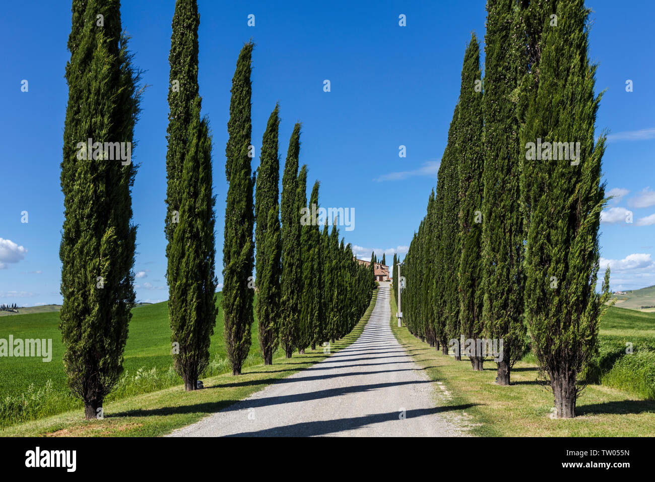 Cypress trees along road hi-res stock photography and images - Alamy