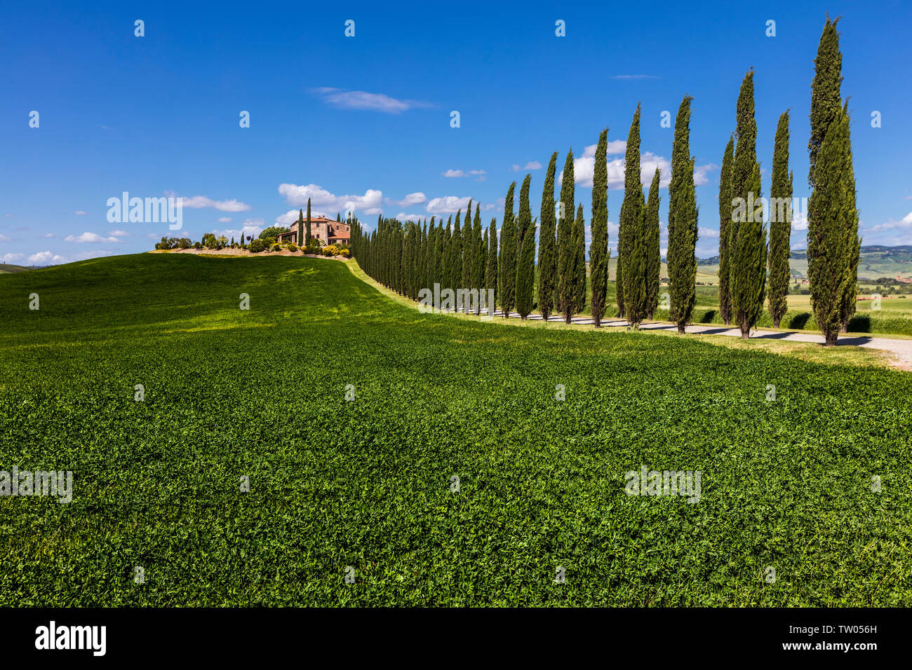 A column of cypress trees along the road to the villa Stock Photo - Alamy