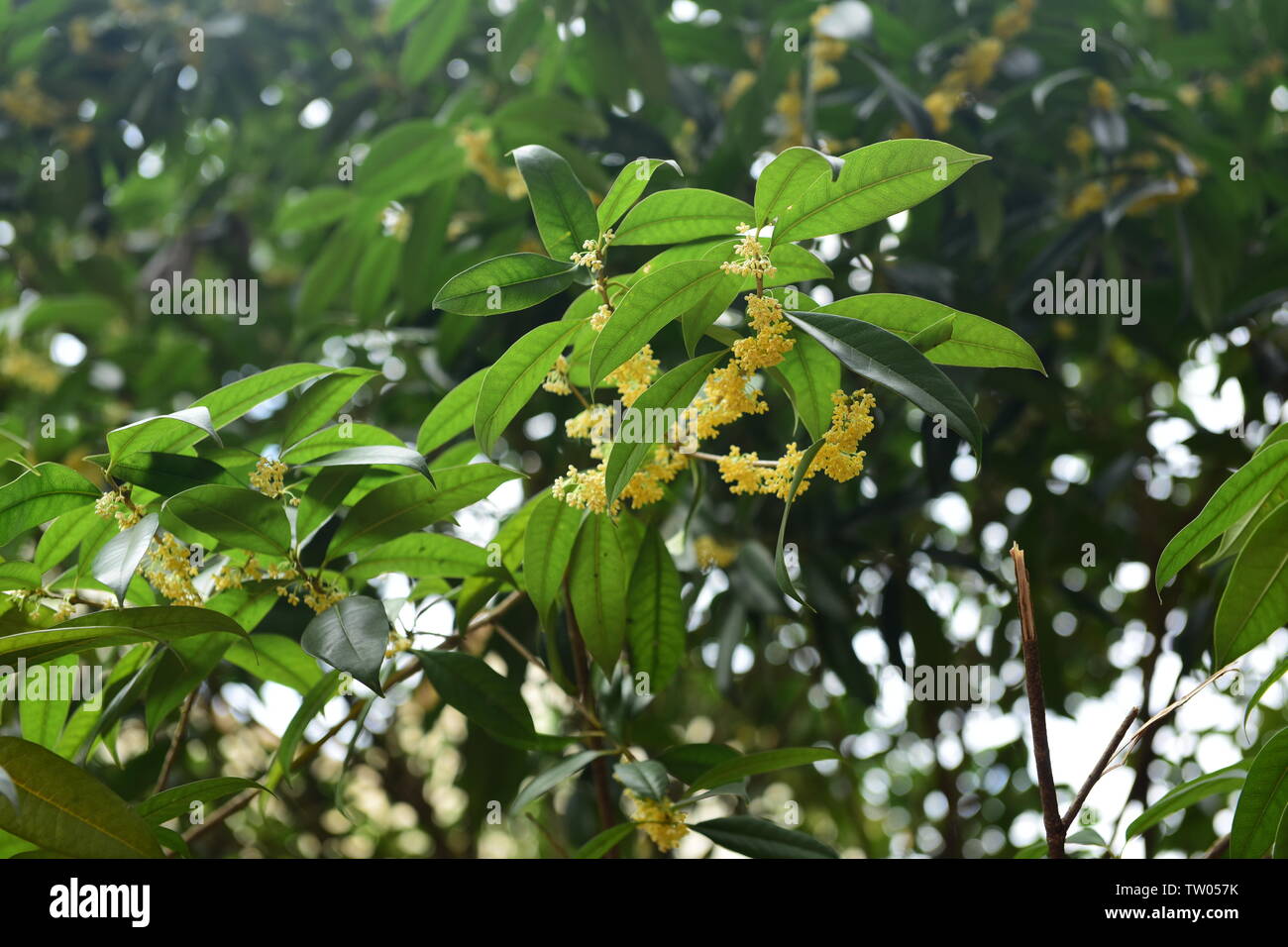 Silver osmanthus hi-res stock photography and images - Alamy