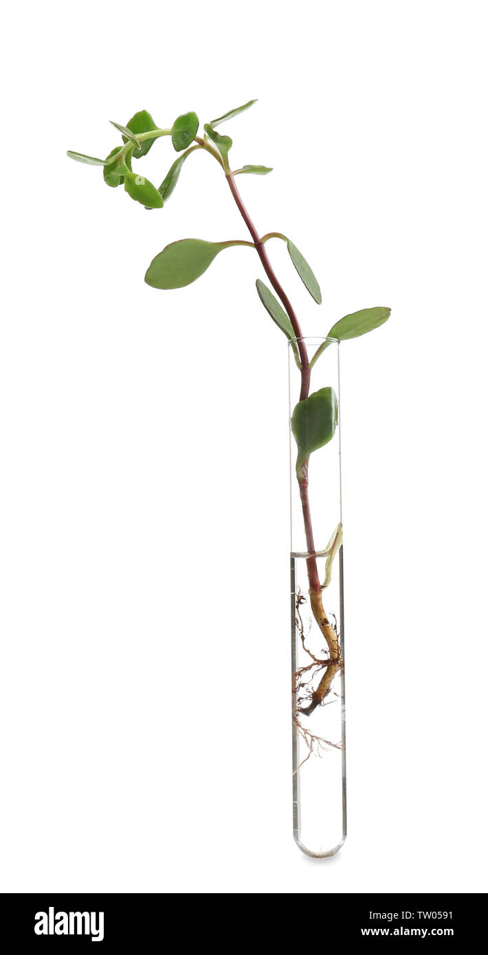 Test tube with plant isolated on white Stock Photo - Alamy