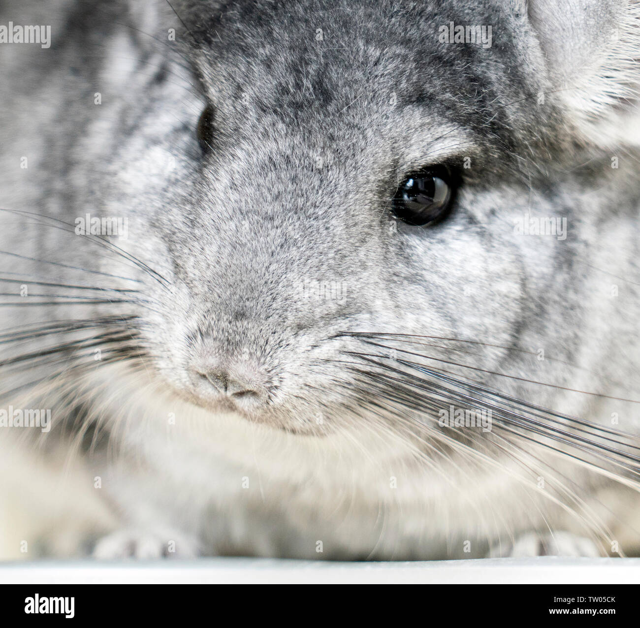 Chinchilla rat hi-res stock photography and images - Alamy