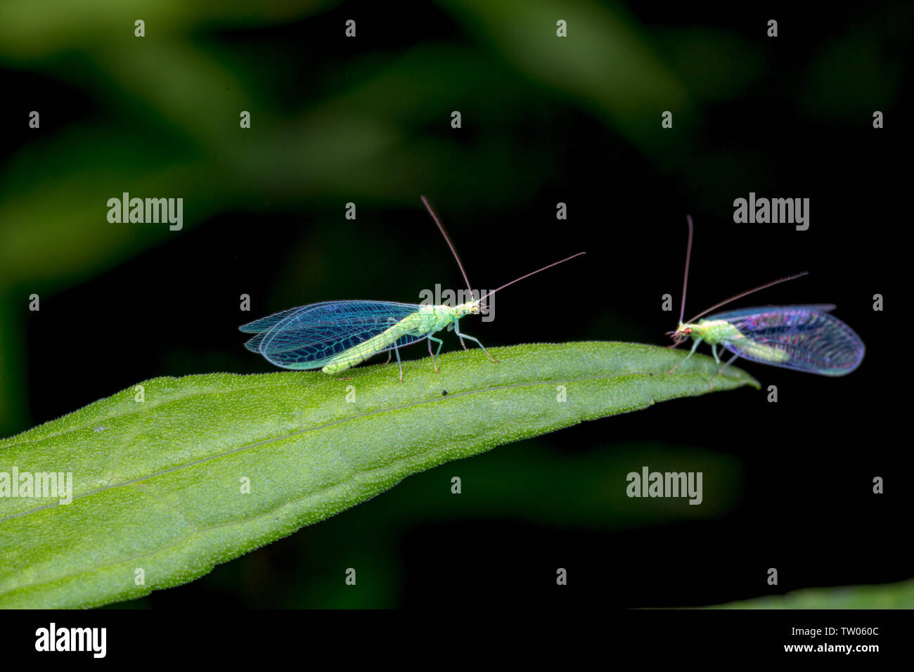 Lacewing flies hi-res stock photography and images - Alamy