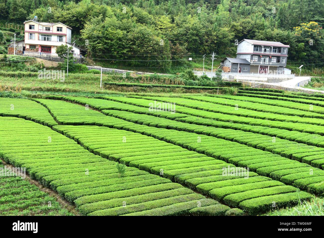 Tea garden scenery Stock Photo - Alamy