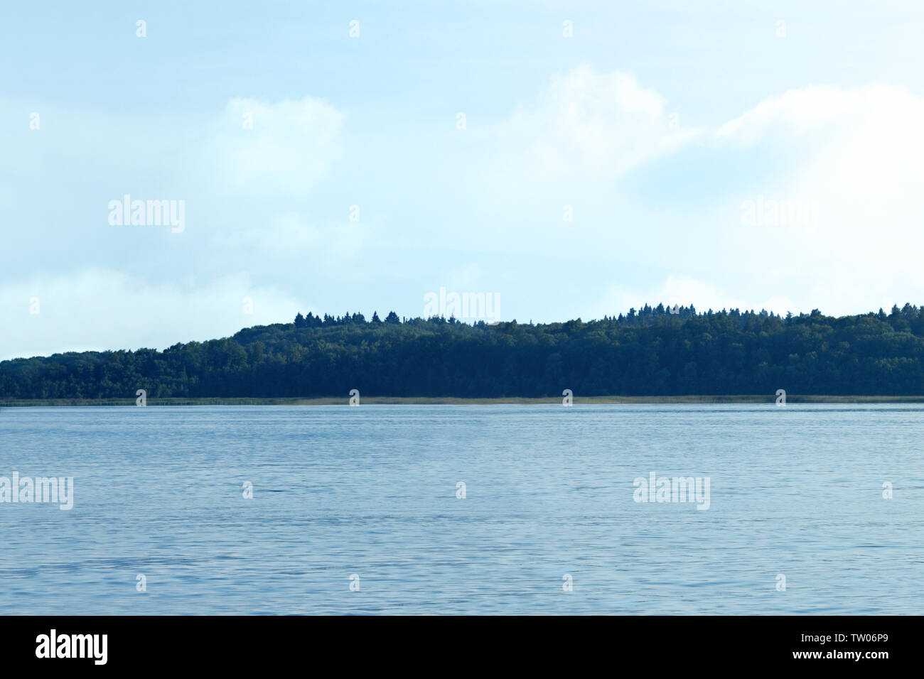 Forest at the lakeside Stock Photo - Alamy