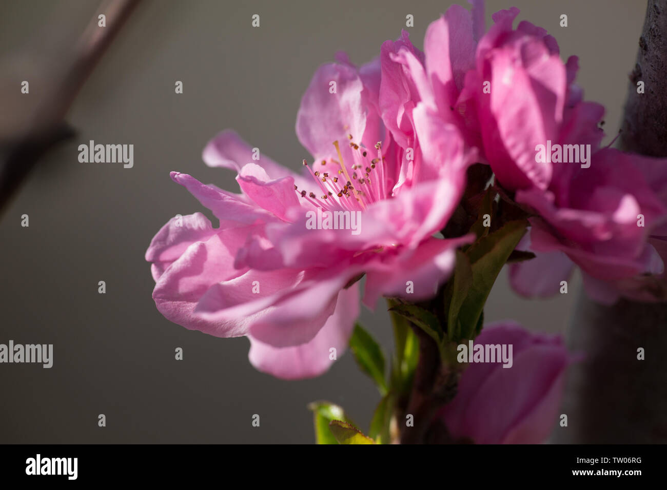 A group of spring flowers Stock Photo - Alamy