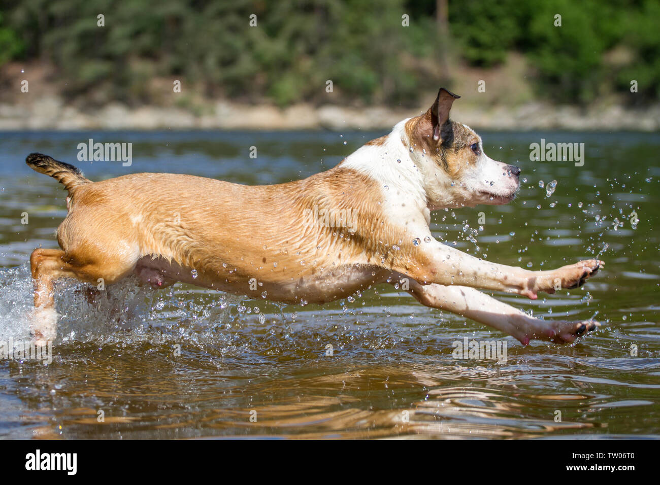Pitbull jumping water hi-res stock photography and images - Alamy