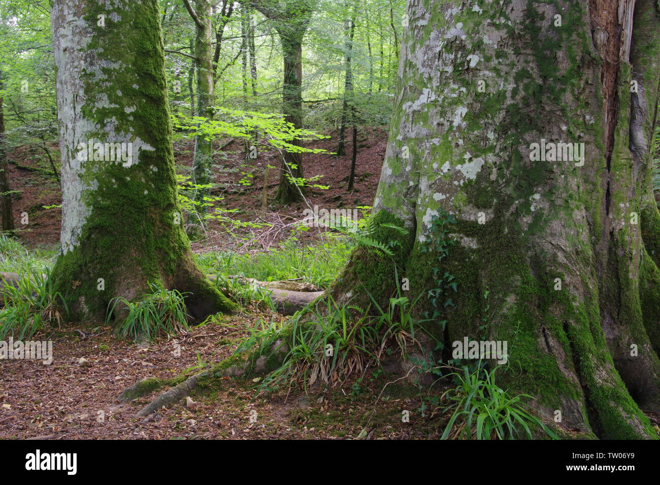 Mighty beech trees hi-res stock photography and images - Alamy