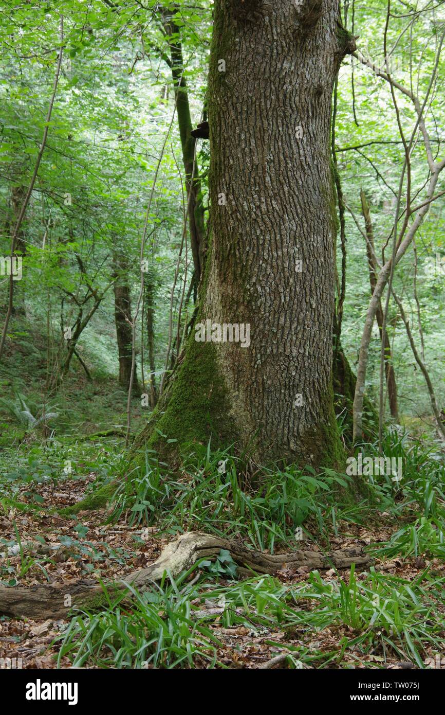 Ancient ash tree uk hi-res stock photography and images - Alamy