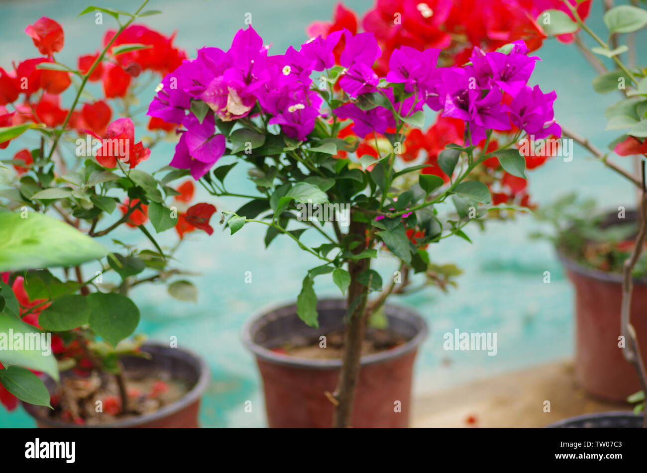 Purple triangular plum Stock Photo - Alamy