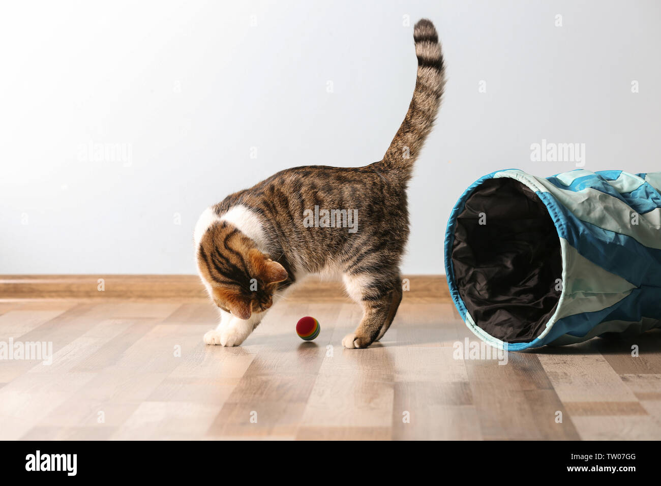 Cute funny cat playing at home Stock Photo - Alamy
