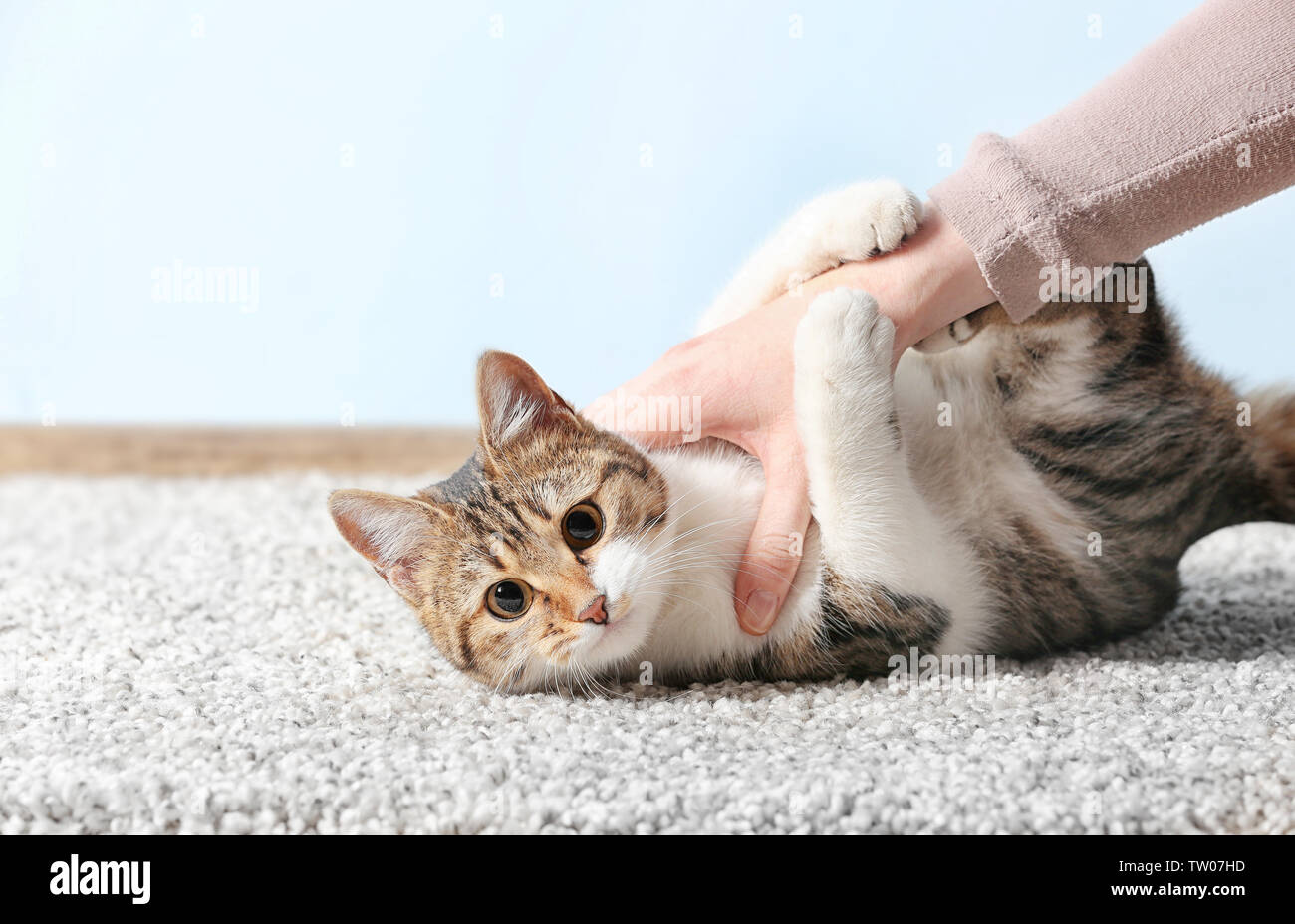 Cute funny cat playing with owner while lying on carpet at home Stock ...
