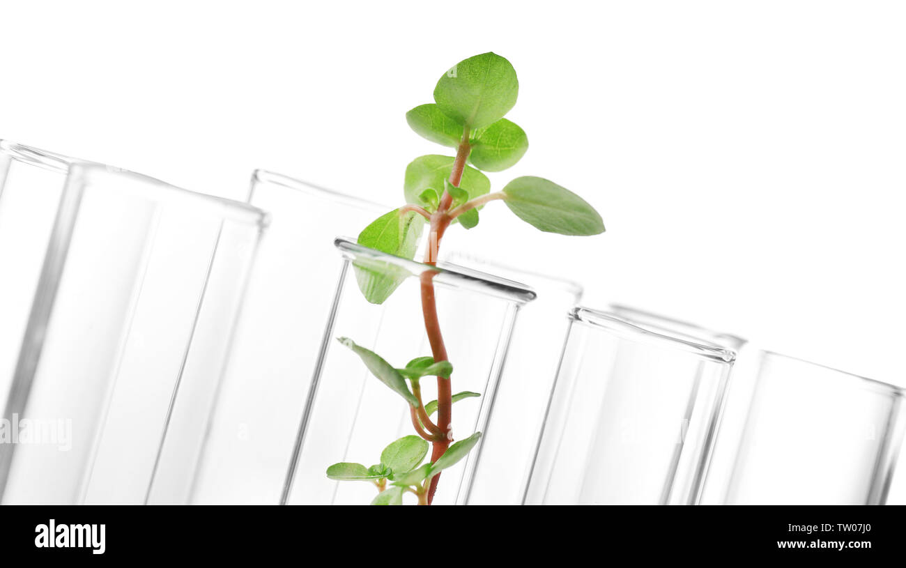 Plant in test tube on white background Stock Photo - Alamy