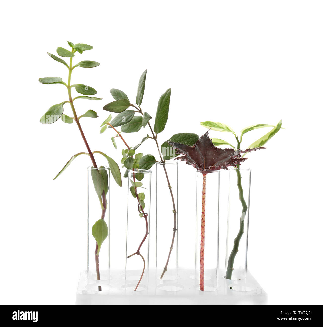 Test tubes with plants on stand isolated on white Stock Photo - Alamy