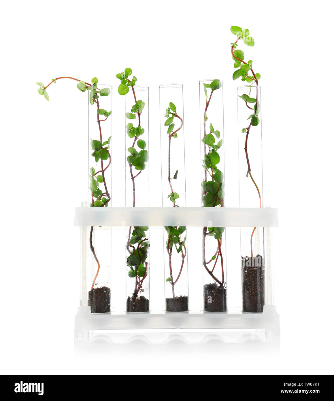 Test tubes with plants on stand isolated on white Stock Photo - Alamy